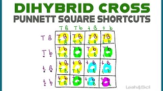 Dihybrid Punnett Square Dihybrid Cross Punnett Squares Mcat Shortcut