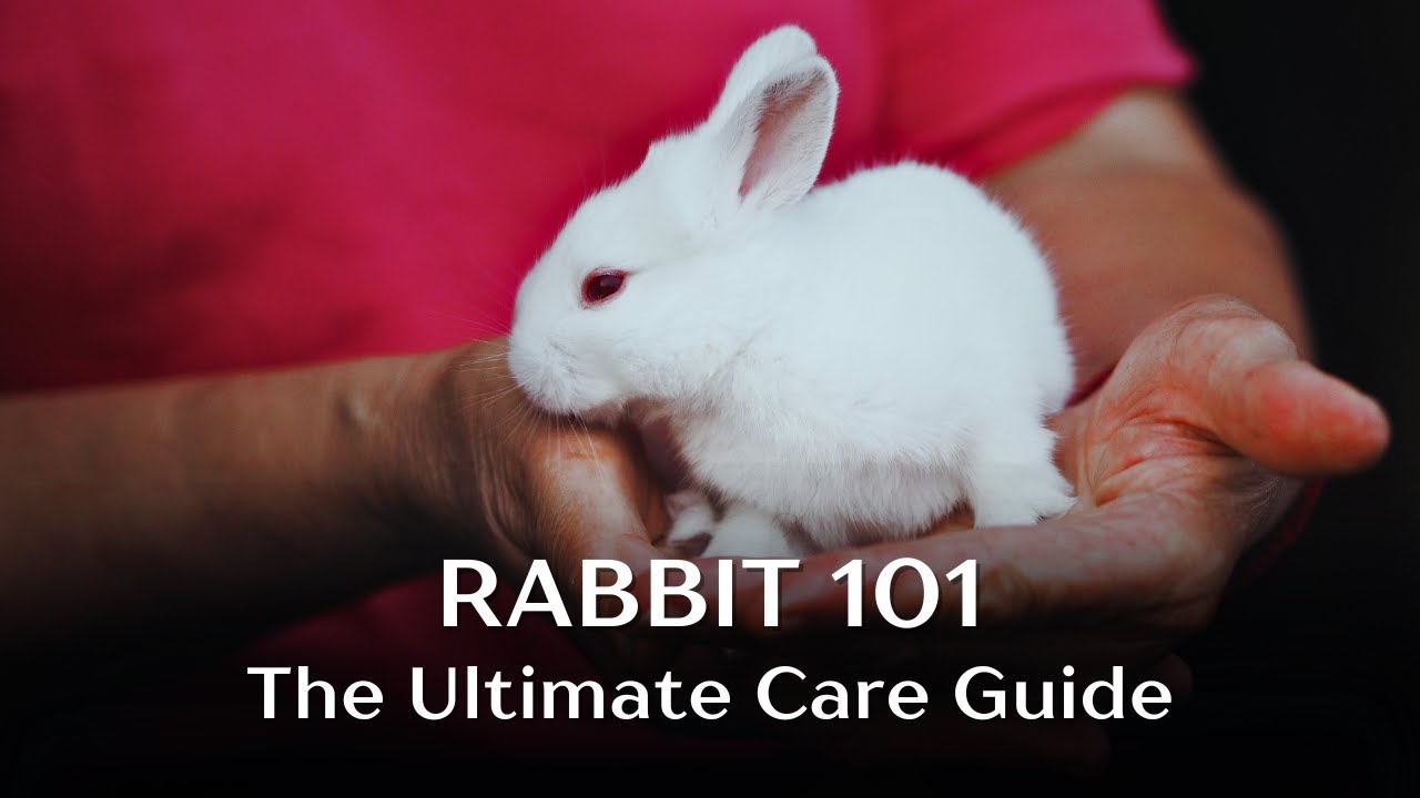 Rabbit 101 The Ultimate Care Guide Everything You Need To Know