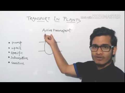 Active Transport Explained Youtube