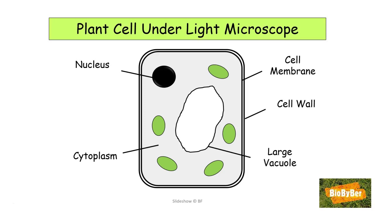 Plant Cell Diagram Under Light Microscope Structure Cell Diagram