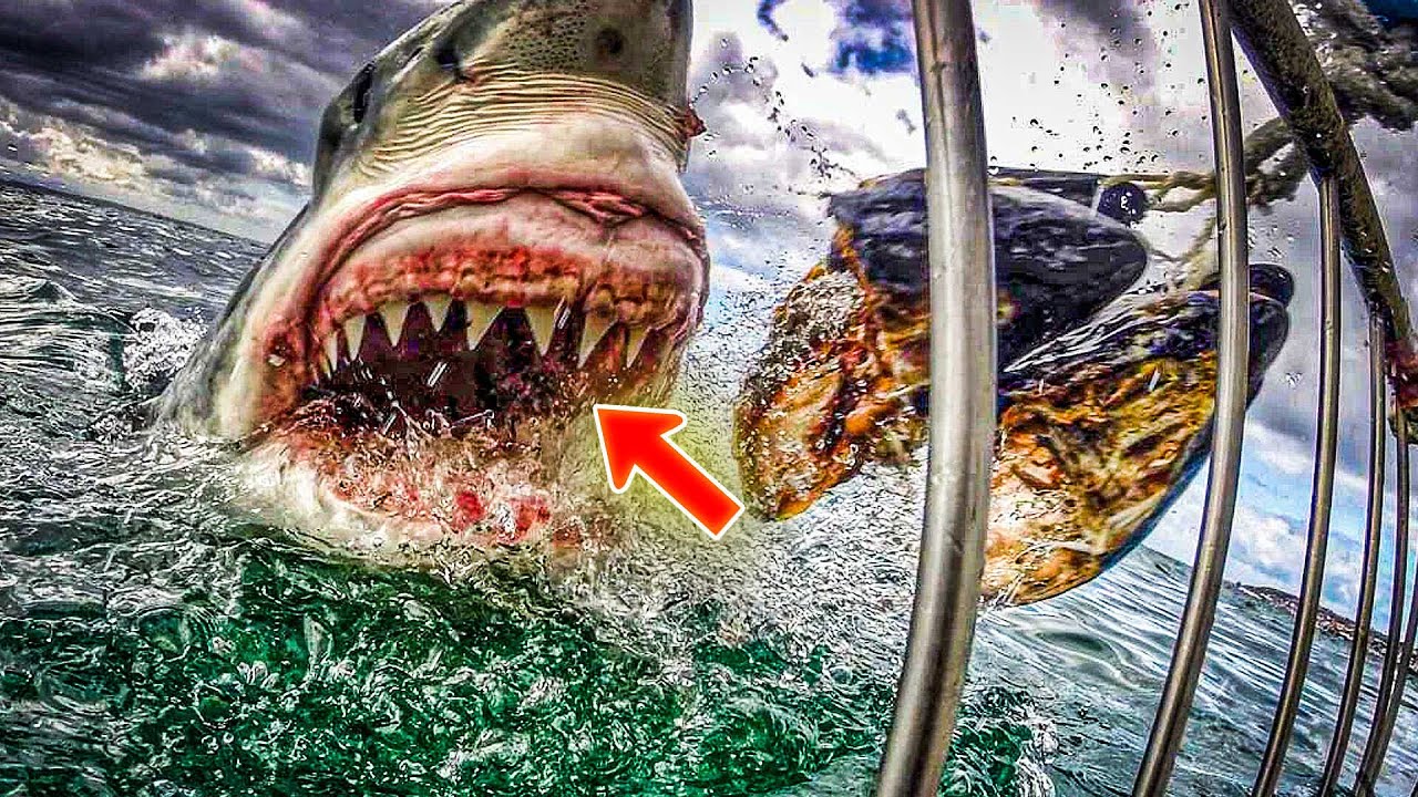 The Most Terrifying Shark Encounters Of All Time Youtube