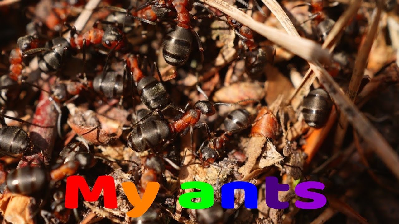 My Ants Youtube
