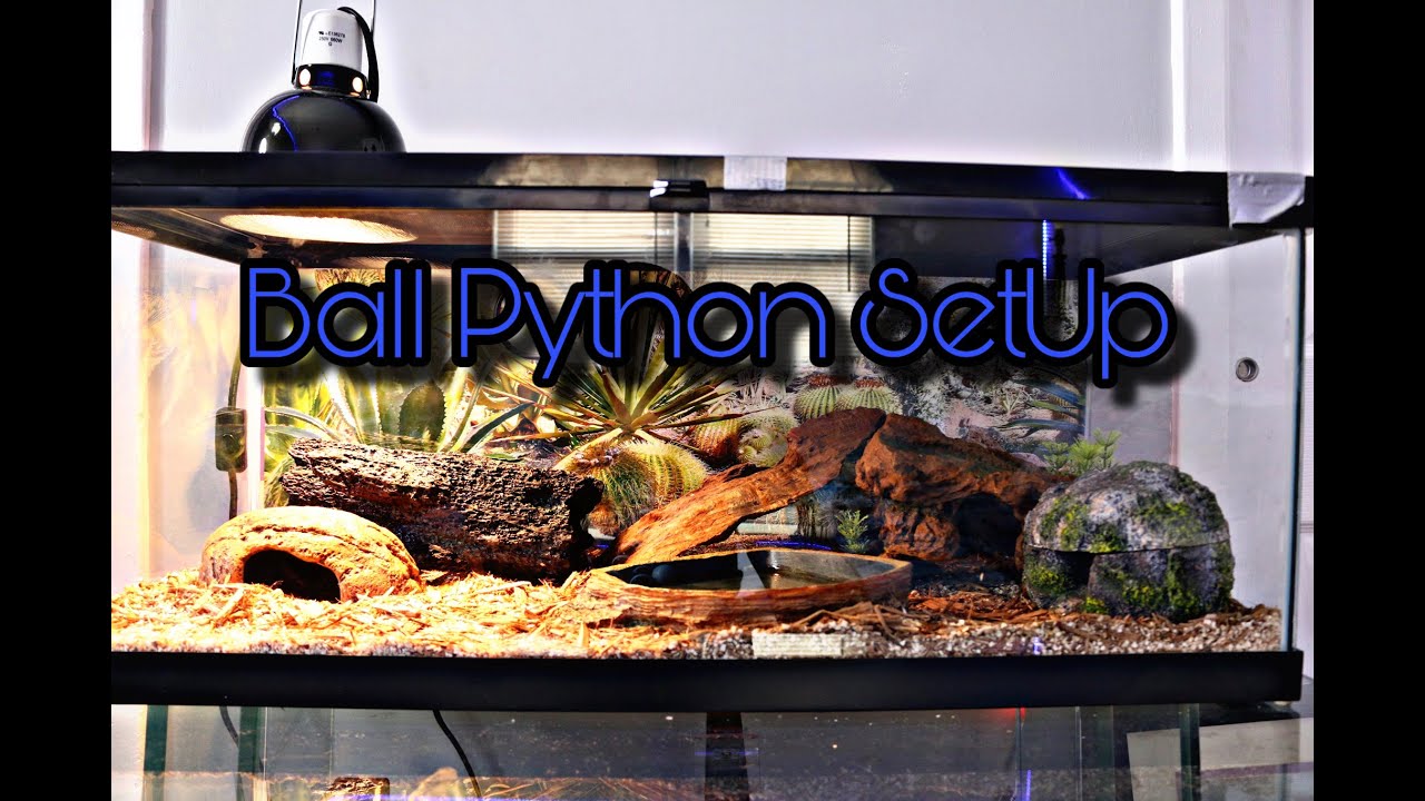 Ball Python Enclosure Setup 2020 Youtube