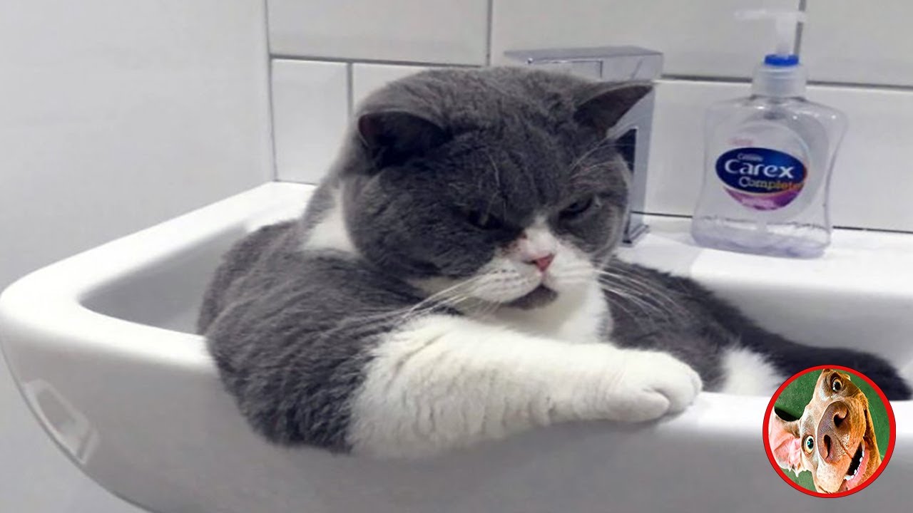 Funny Animals Videoёяшнcringe Compilation Cats New Tiktok Memes Youtube