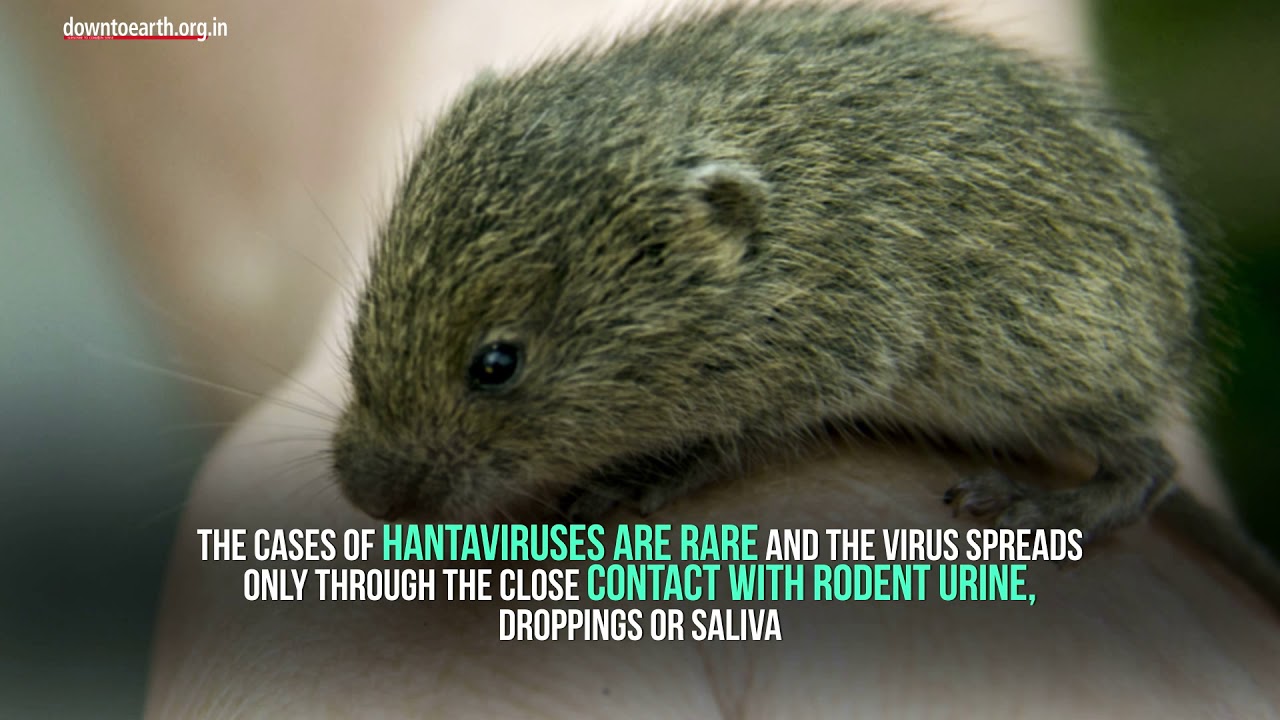 Why You Need Not Worry About A Hantavirus Pandemic Youtube