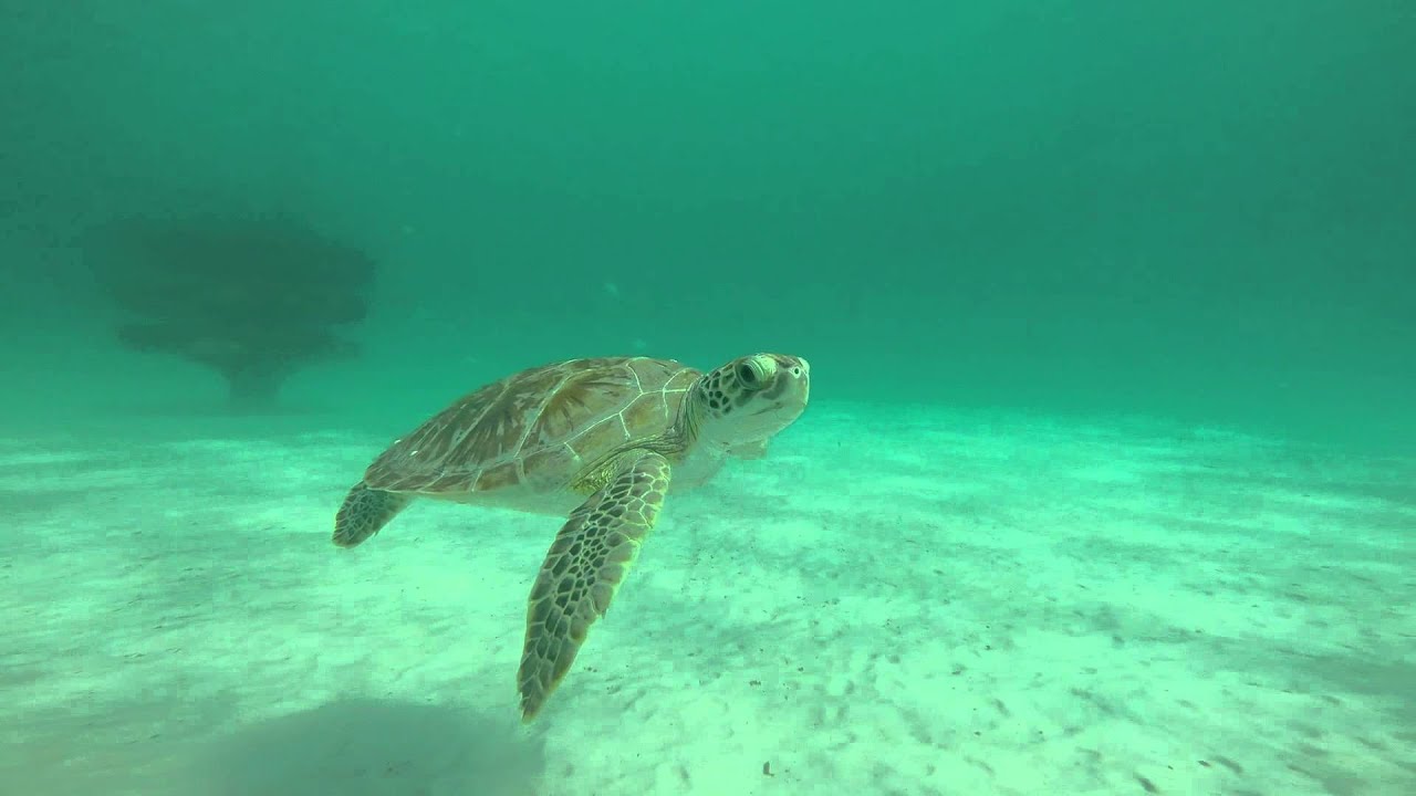 Green Sea Turtle At Navarre Beach Youtube
