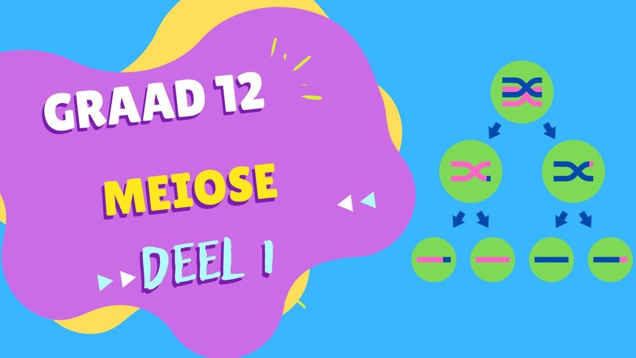 Meiose Deel 1 Youtube
