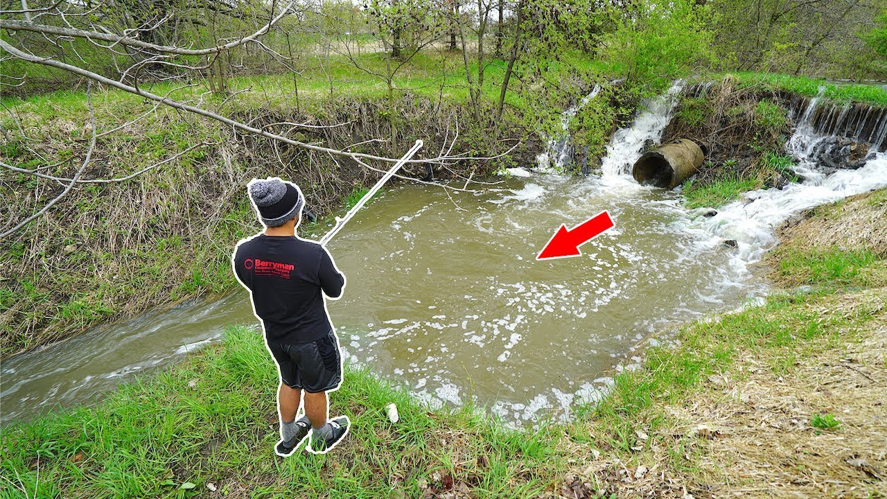 Saving Fish From A Flooded Puddle Youtube