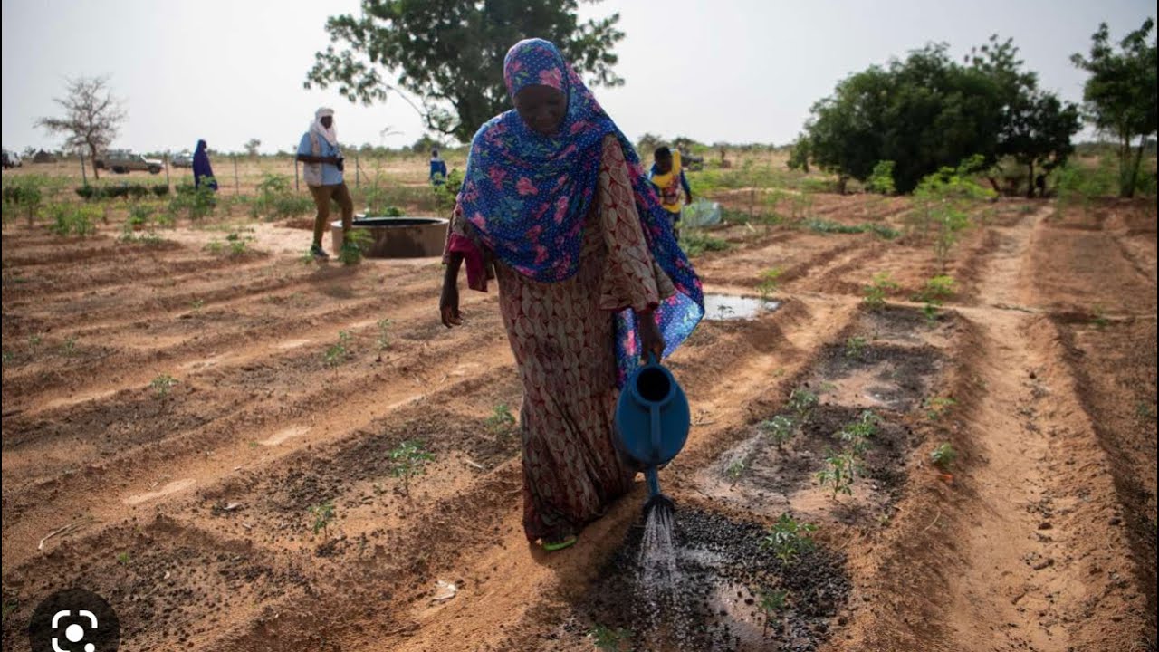 Le Maraîchage Au Sénégal Un Secteur Très Rentable Reportage Youtube