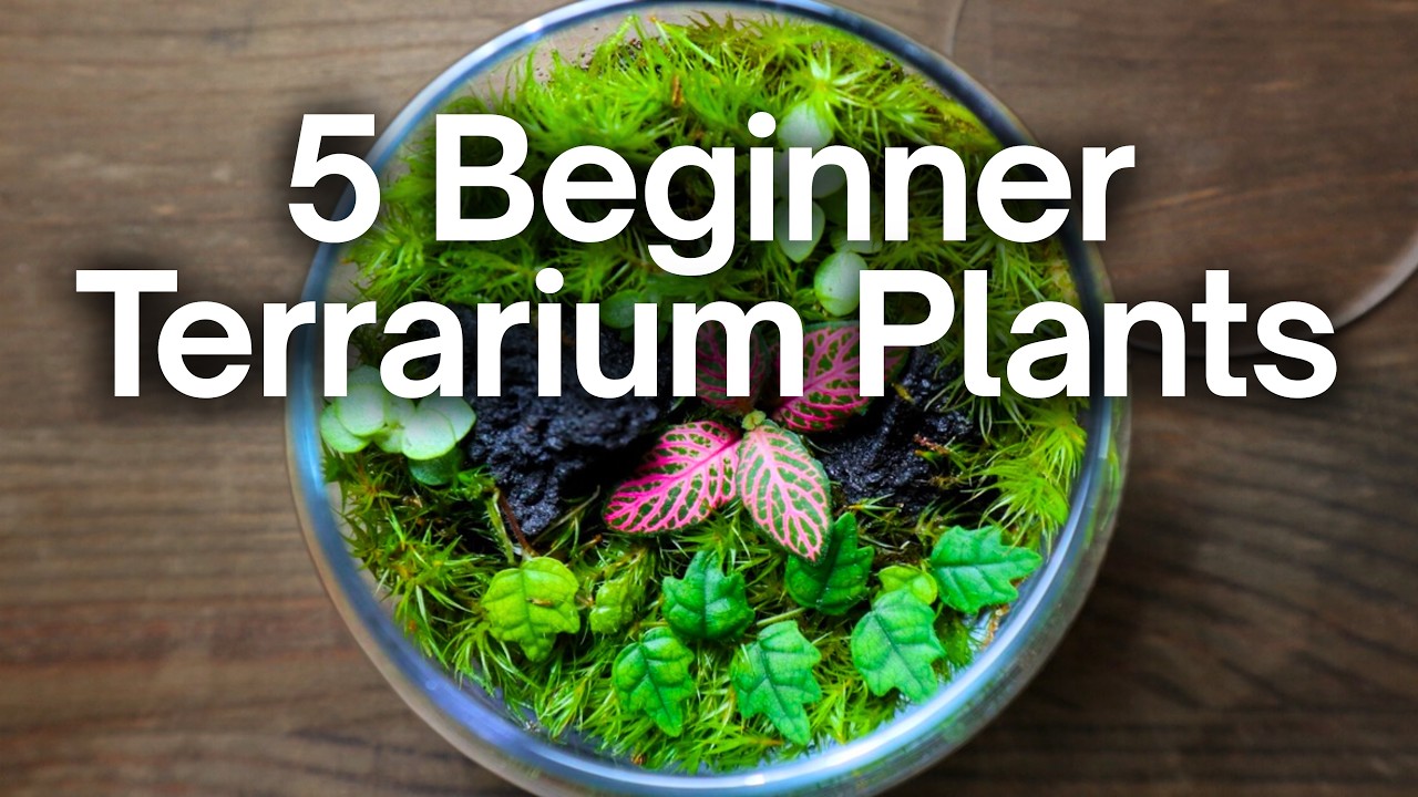 Top 5 Beginner Terrarium Plants Youtube