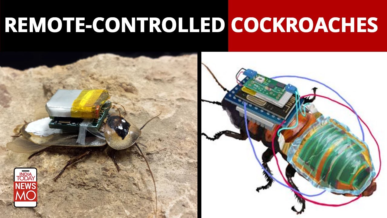 Robo Roach Scientists Make Remote Controlled Cockroaches For Rescue