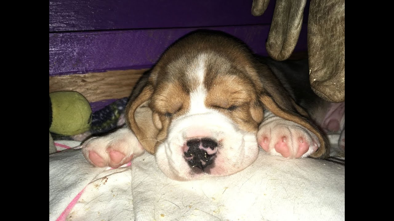 Beagle Puppies Minute Youtube