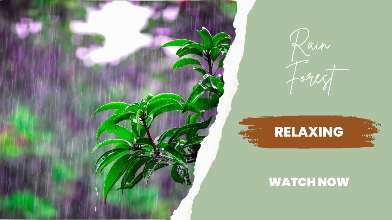 Rain Night Forest Nature Free Hd Videos Youtube