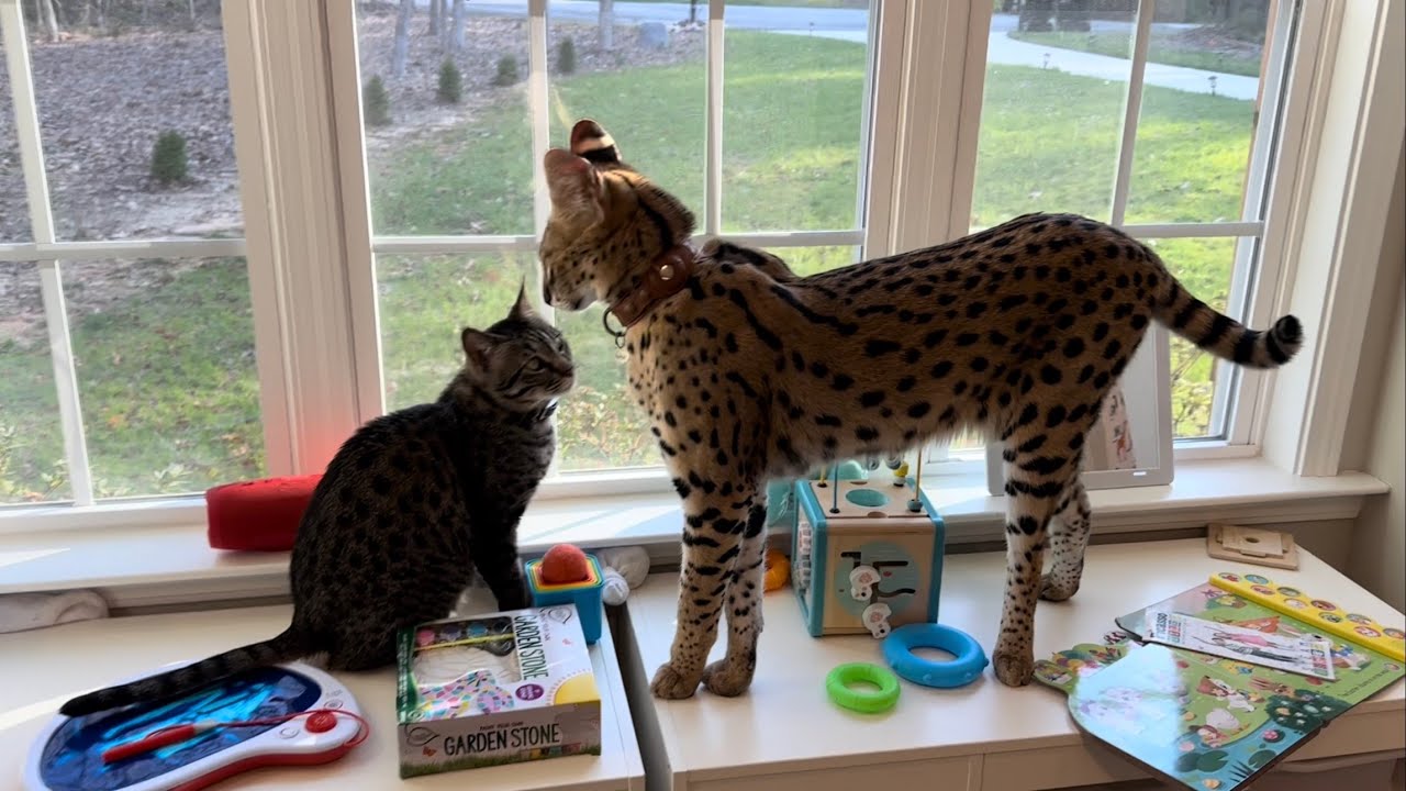 Serval Vs House Cat Size Comparison Youtube