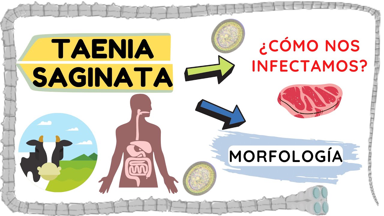 Taenia Saginata Taenia Saginata Morfología Taenia Saginata Ciclo De