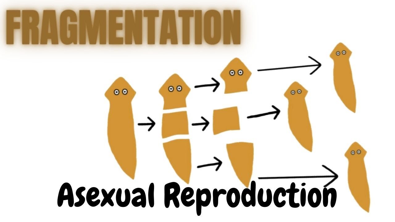 Fragmentation Biology Youtube