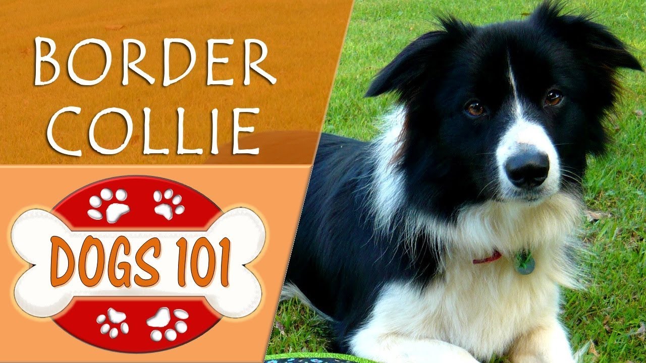 Dogs 101 Border Collie Top Dog Facts About The Border Collie Youtube