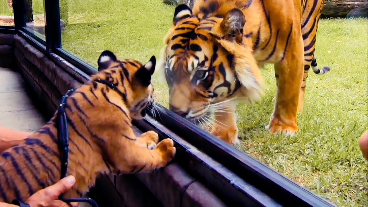 Top 5 Tiger Moments Bbc Earth Youtube