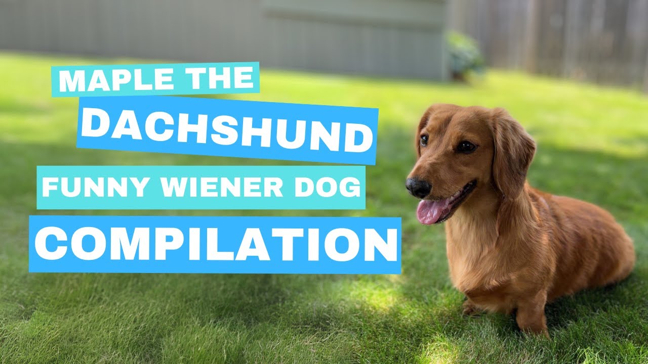 Maple The Dachshund Compilation Cute And Funny Dachshund Compilation