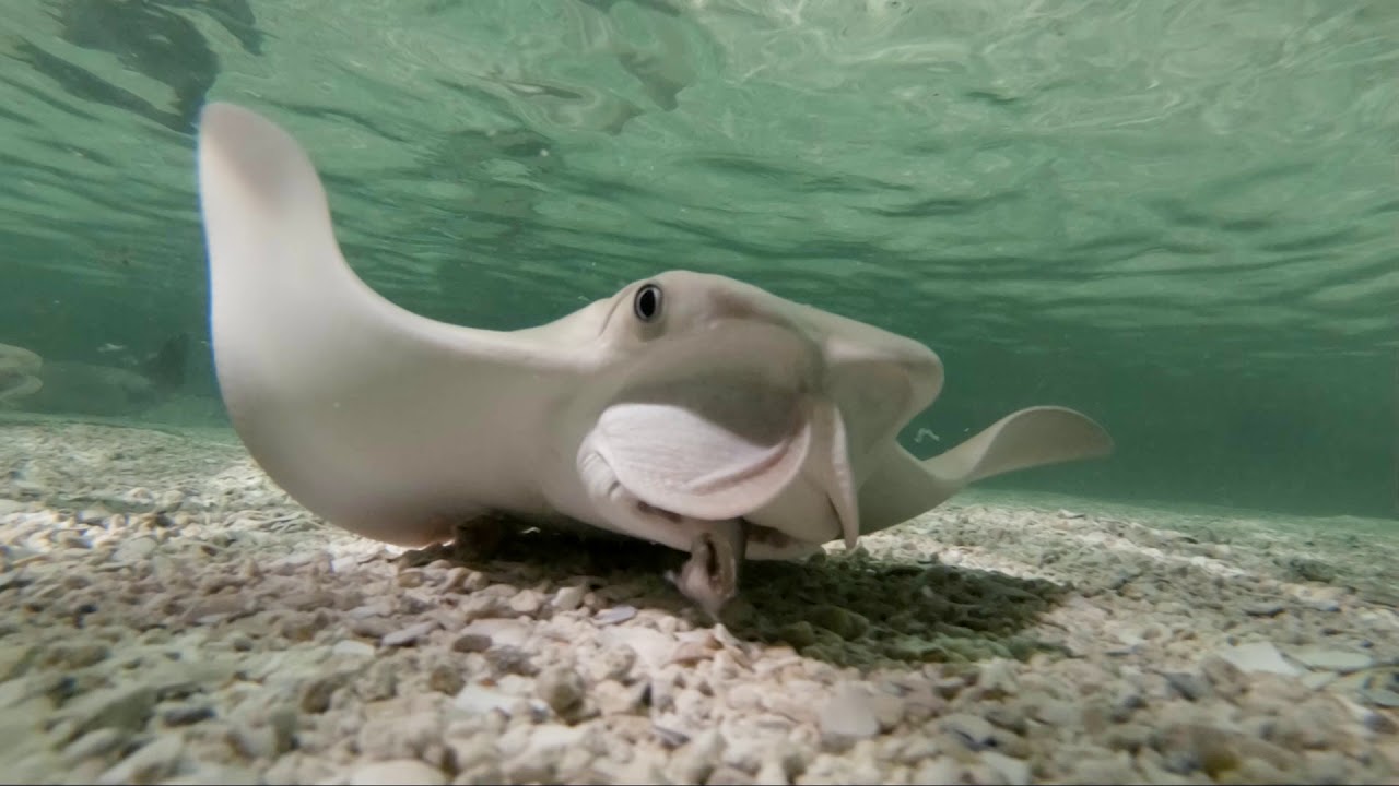 The Baby Stingray The Ocean S Most Adorable Glide New And Tips