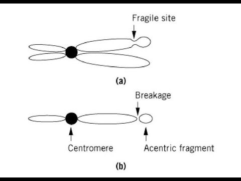 Acentric Chromosome Glossary Terminologies101withlucy