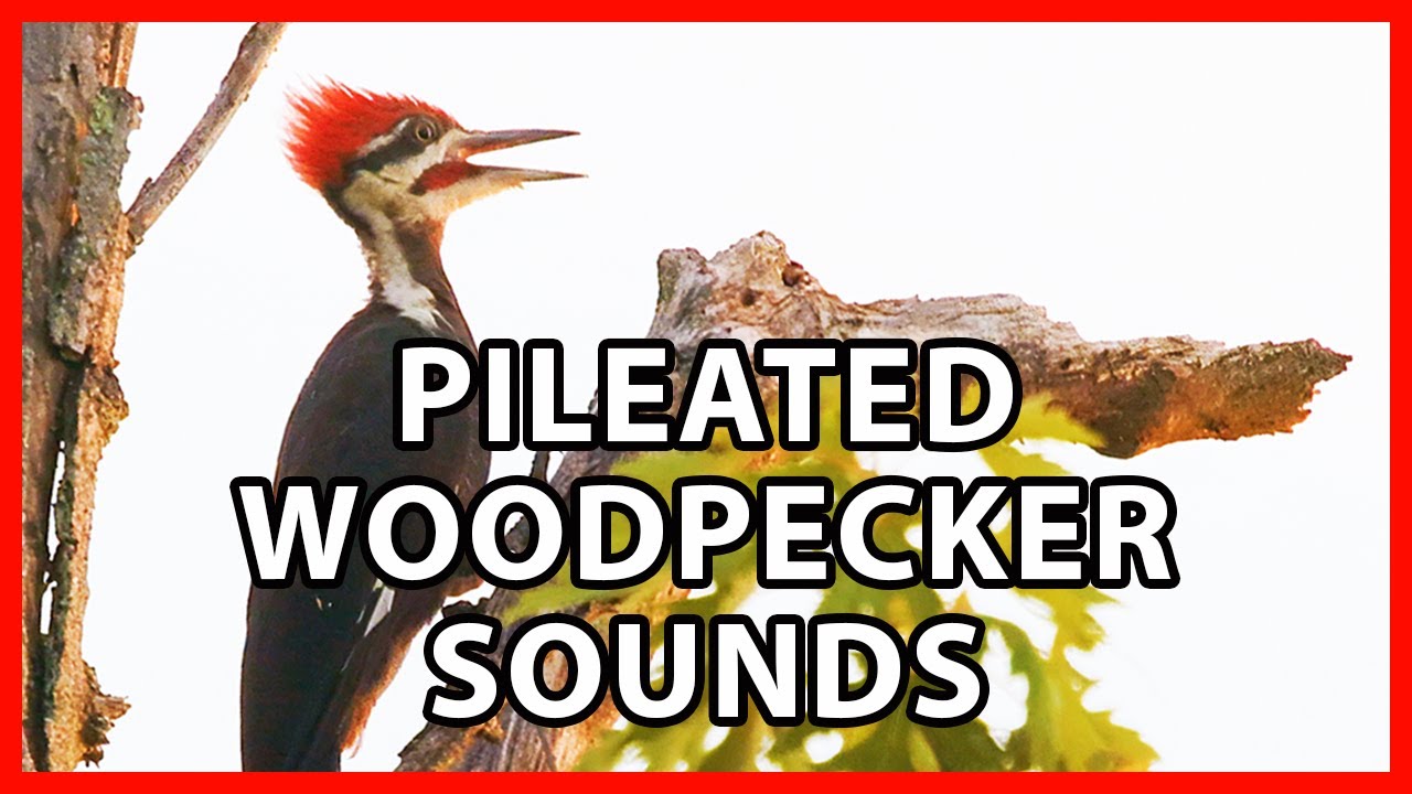 Pileated Woodpecker Calls And Sounds Youtube
