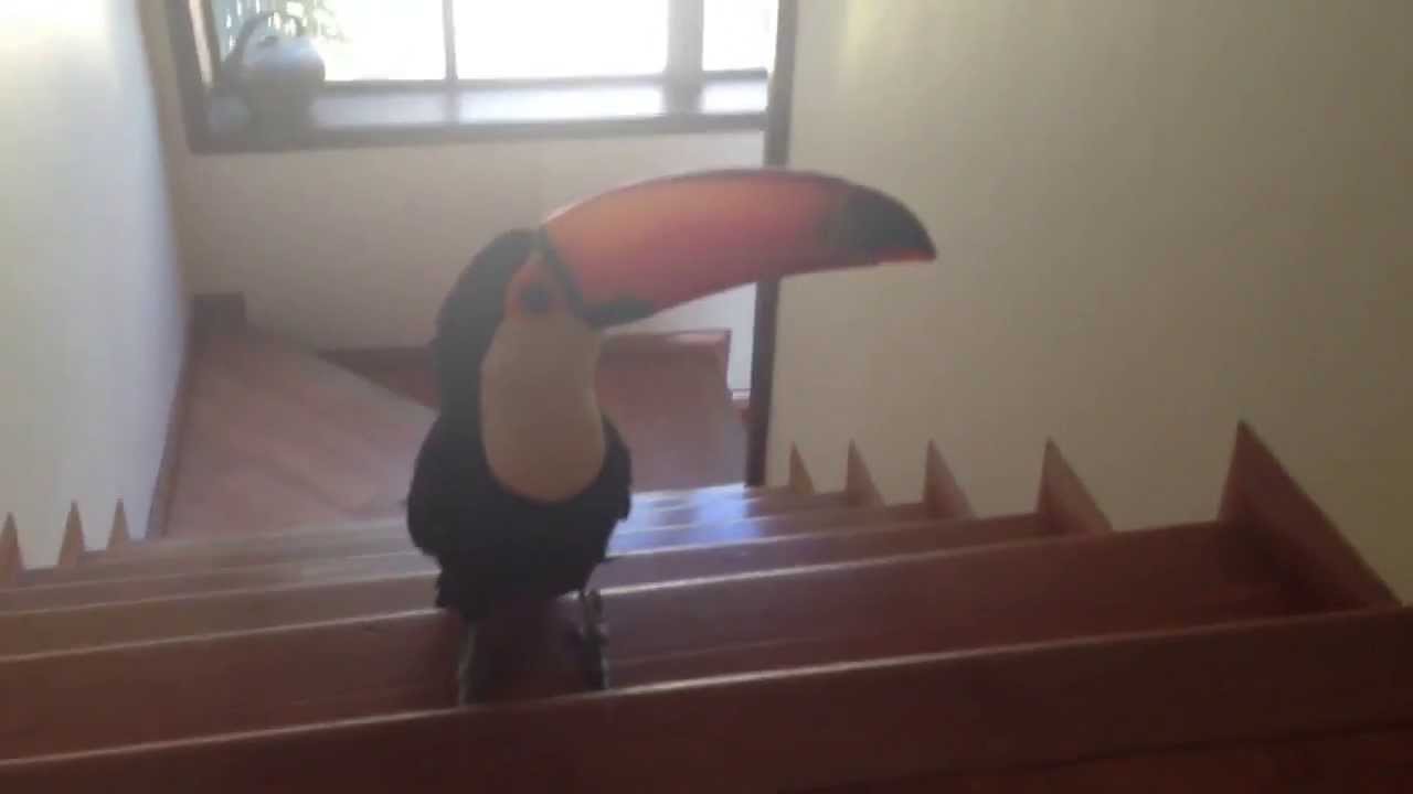 Toucan Hops Up Stairs Youtube