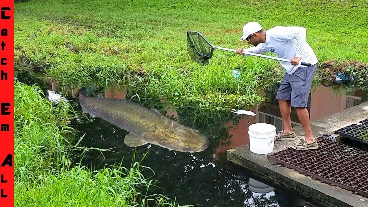 Saving Trapped Fish And Turtles In Drying Puddle Youtube
