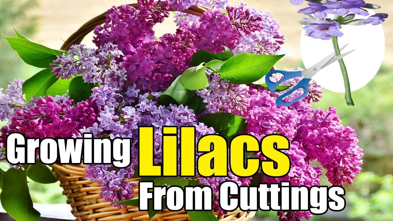 Growing Lilacs From Cuttings Gardening Story Youtube