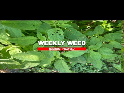 Weekly Weed Redroot Pigweed Youtube