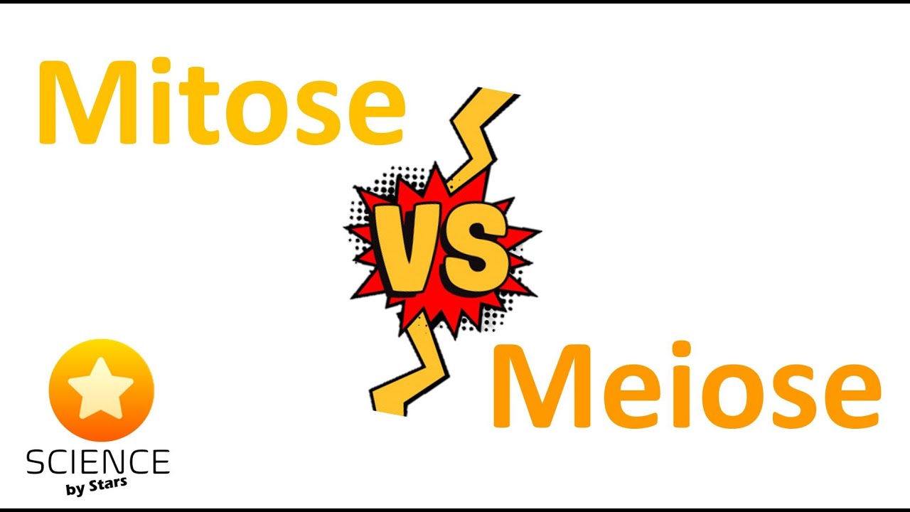 Verschil Mitose Meiose Youtube