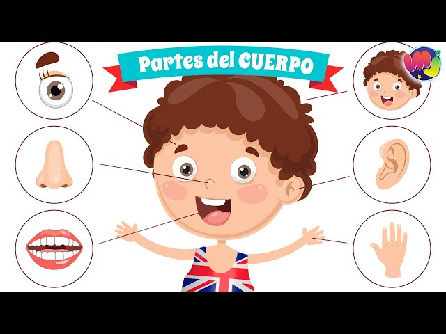 Nombres Del Cuerpo Humano En Ingles