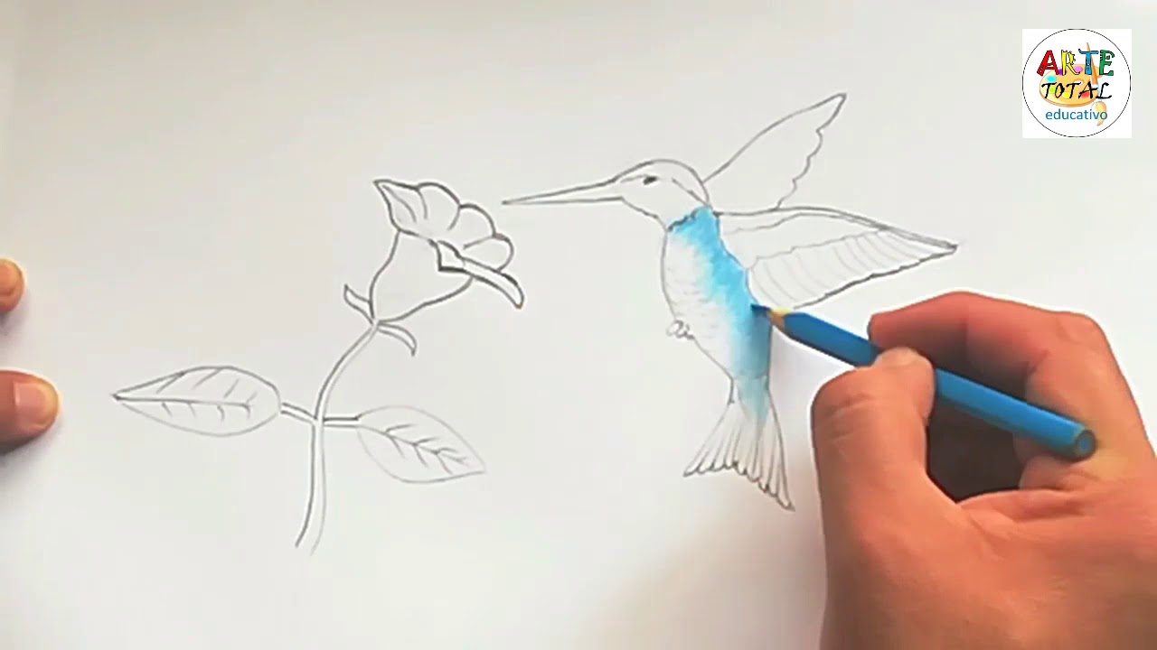 Dibujando Un Colibrí Paso A Paso Tarjeta Por El Día De La Madre