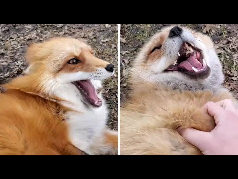 The Foxes That Say Hehehe Youtube