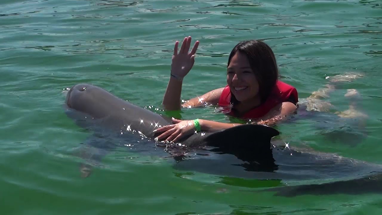 Delfines Youtube