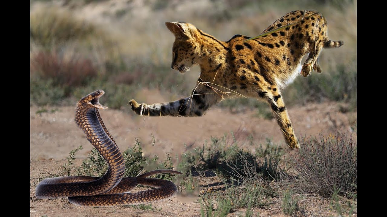 Serval Cat Attack Snake Drastically In The Lawn Serval Cat Vs Snake Who