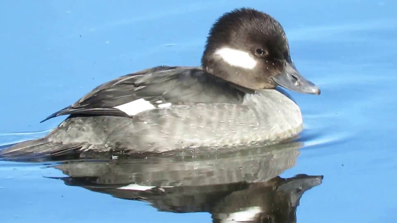 Bufflehead Duck Hen At Mackenzie Sheehy Blog