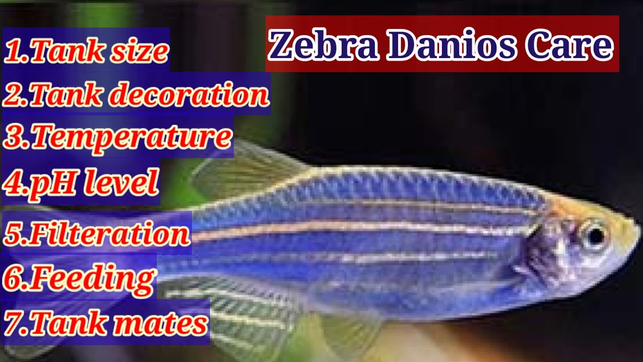 Zebra Danios Care How To Care Zebra Danios Best Fish For Beginners