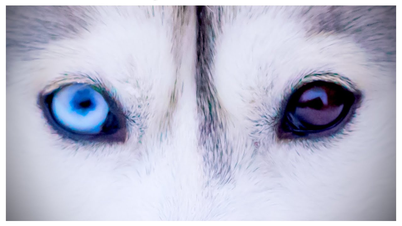 My Dog Has Demon Eyes The Real Story Behind My Husky S Eyes Youtube