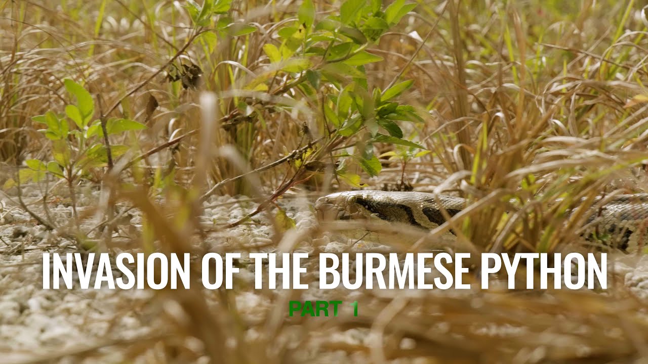 Behind The Scenes Invasion Of The Burmese Python Part 1 Youtube
