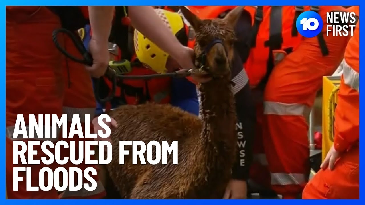 Animals Rescued From Floods 10 News First Youtube