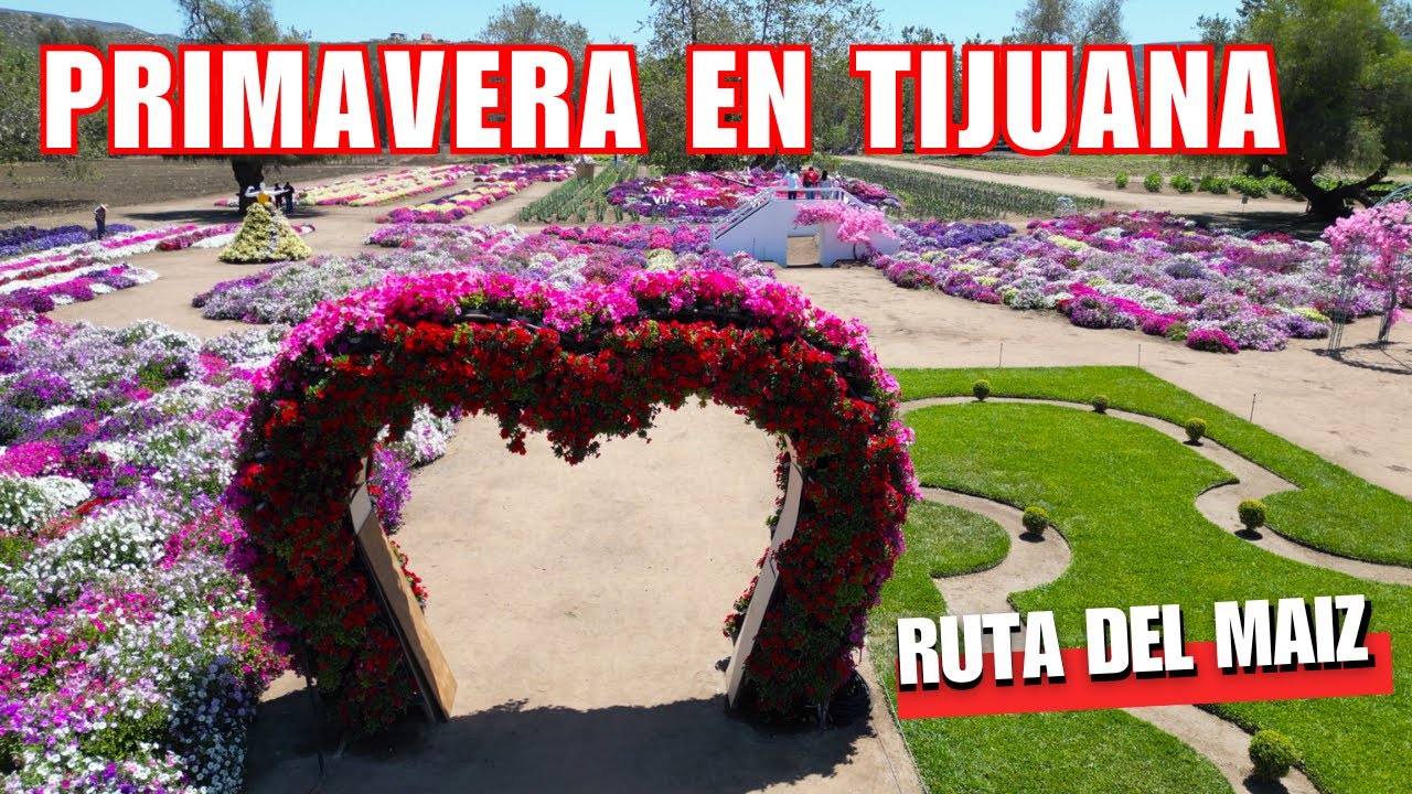 La Ruta Del Maг Z Temporada De Primaveraрџњ рџњјрџњё Tijuana Baja California