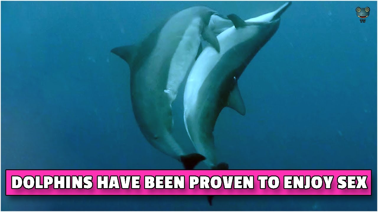 Dolphins Enjoy Sex Thanks To Their Giant Clitoris Scientists Discover