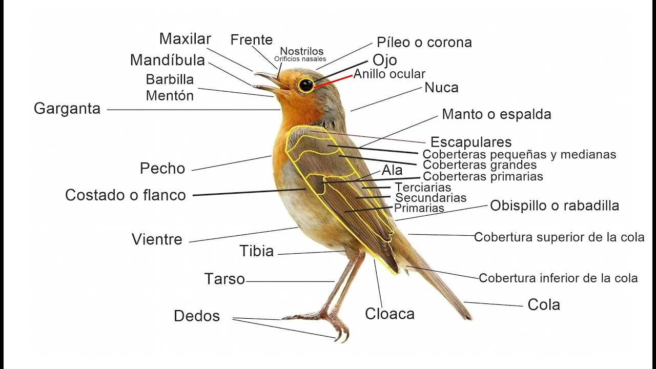 Los Nombres De Las Partes Del Cuerpo Y Plumas De Las Aves Youtube