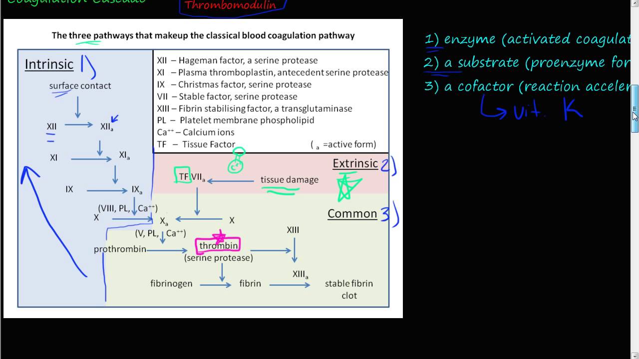 Coagulation Cascade Factor