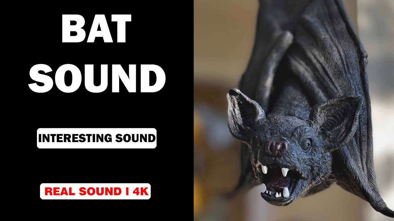 Real Bat Sounds High Quality Experience The Interesting Bat Sound