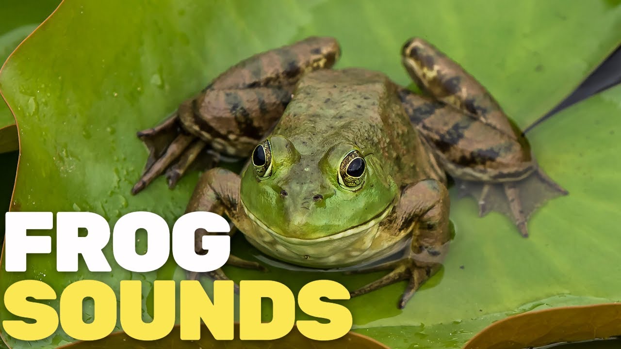 Frog Sounds Youtube