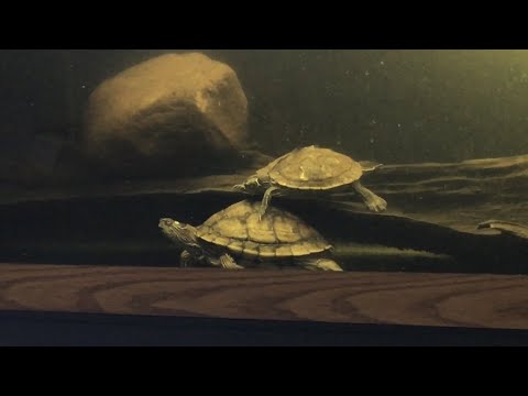 Map Turtle Breeding Behavior Diy Reptiles Youtube