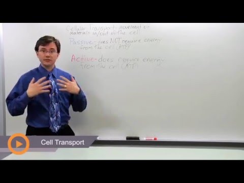 Cell Transport Youtube