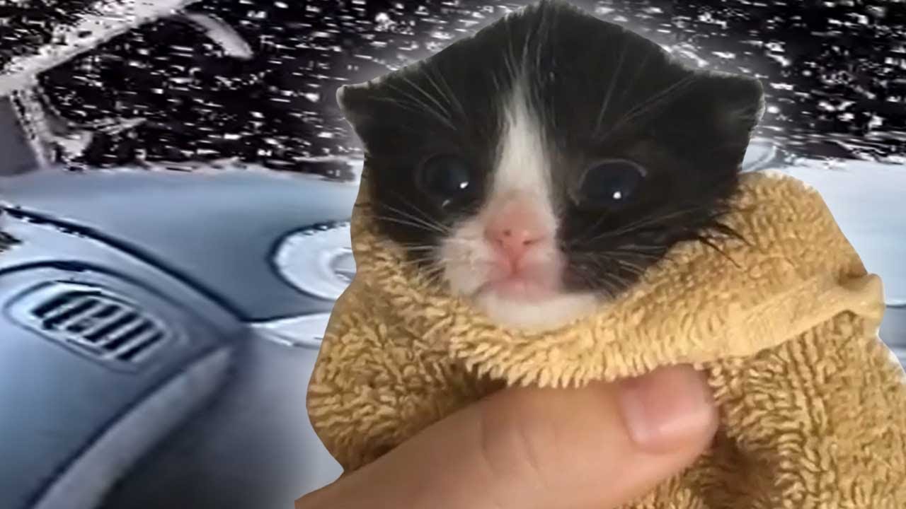 Inspiring Funny Kittens First Meow Youtube